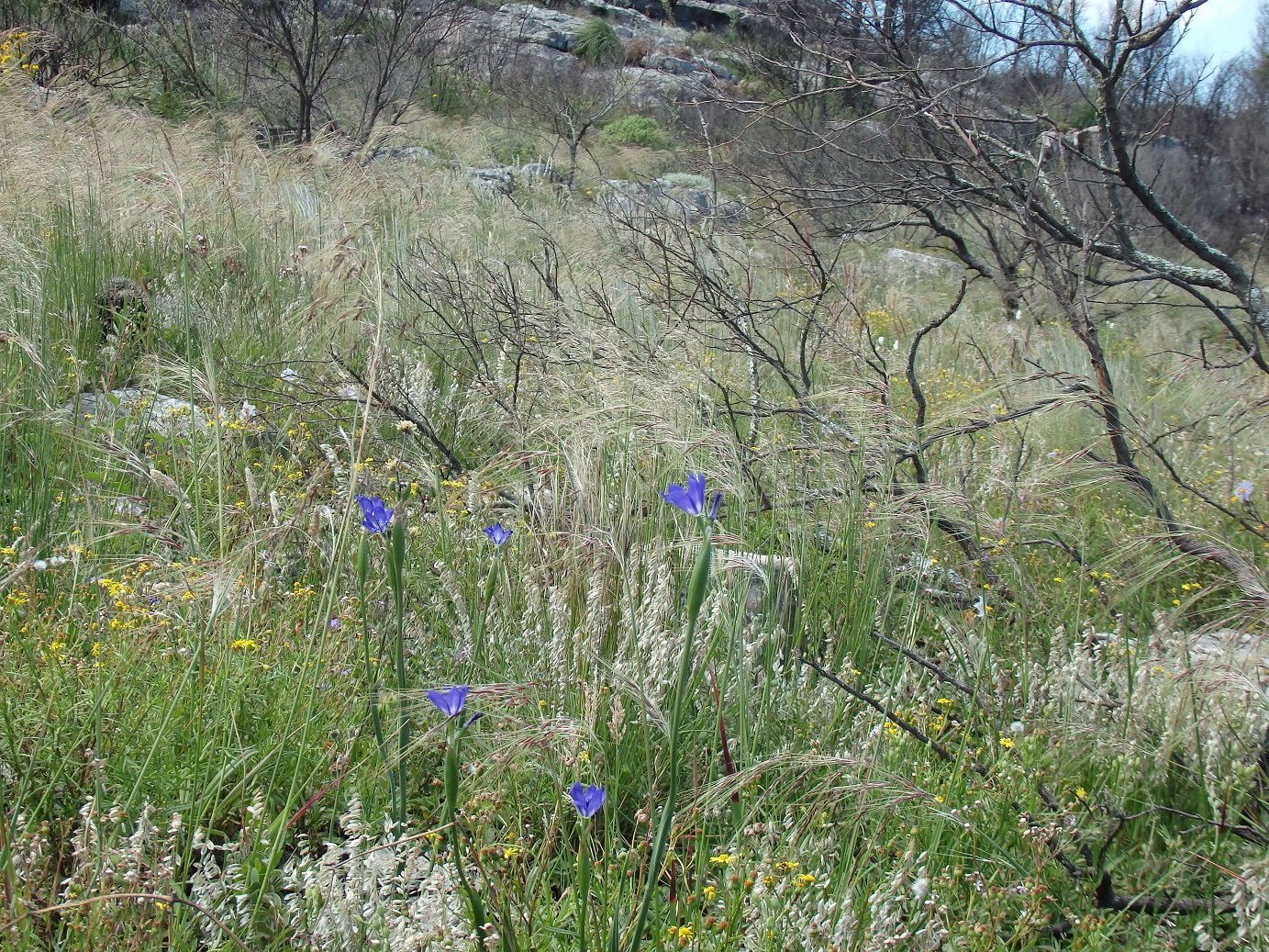 La vegetación de los ambientes serranos: relictos de biodiversidad ...